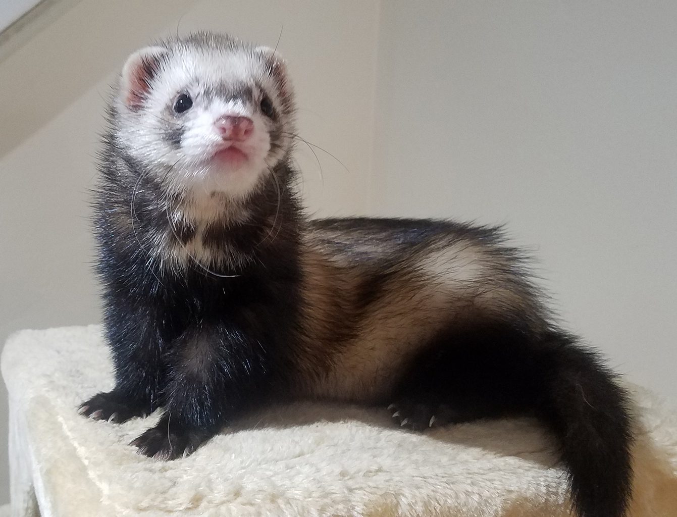 Contact - Legalize Ferrets